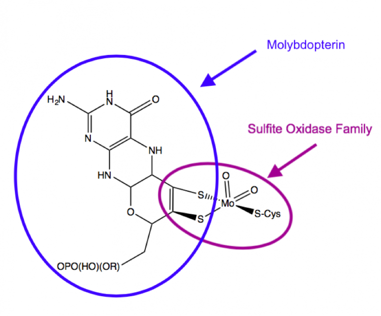 Molybdenum Sulfite Oxidase