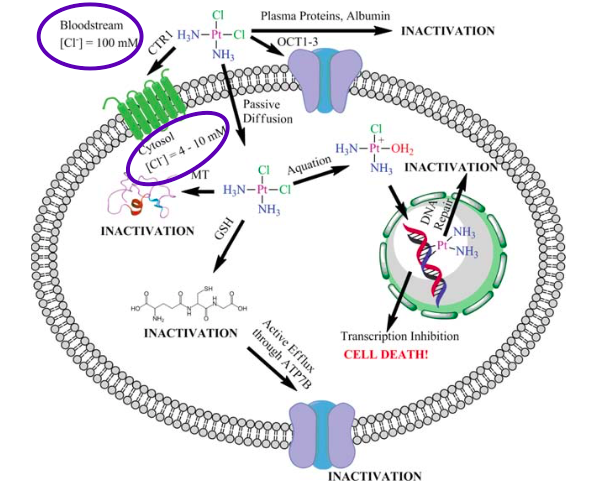 Platinum Anti-Cancer Drugs